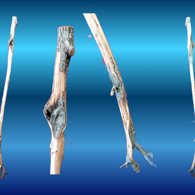 Diamond Willow Walking Stick - Etsy