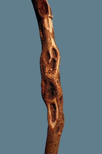 Gnarled Wooden Staff