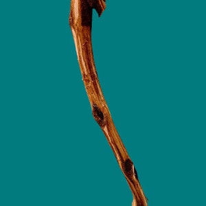 Diamond Willow Blank Walking Stick / Walking Cane - Etsy