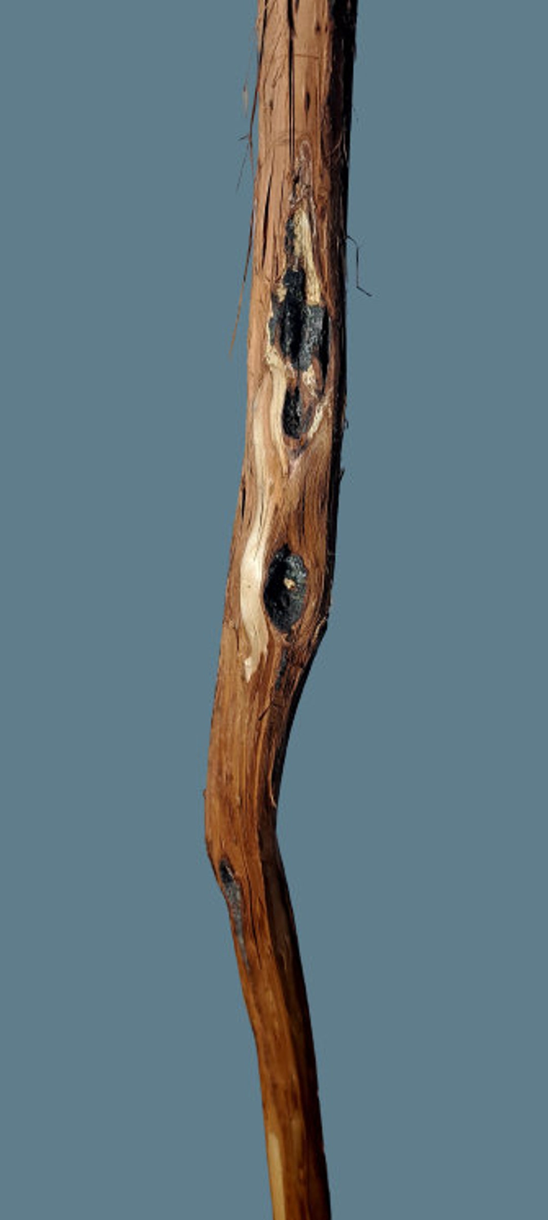 Diamond Willow Walking Stick - Etsy