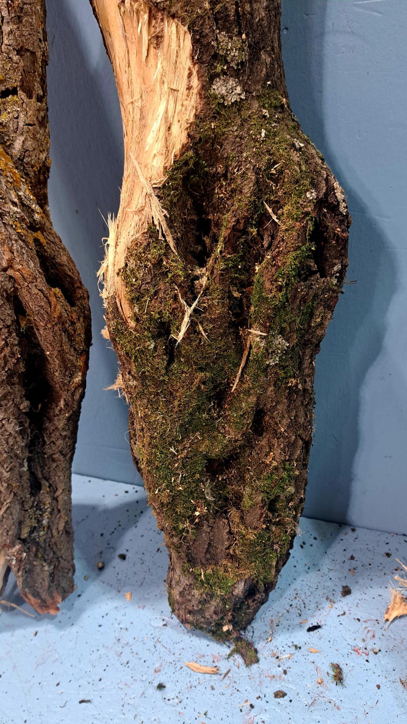 Diamond Willow Logs / Peices - Etsy