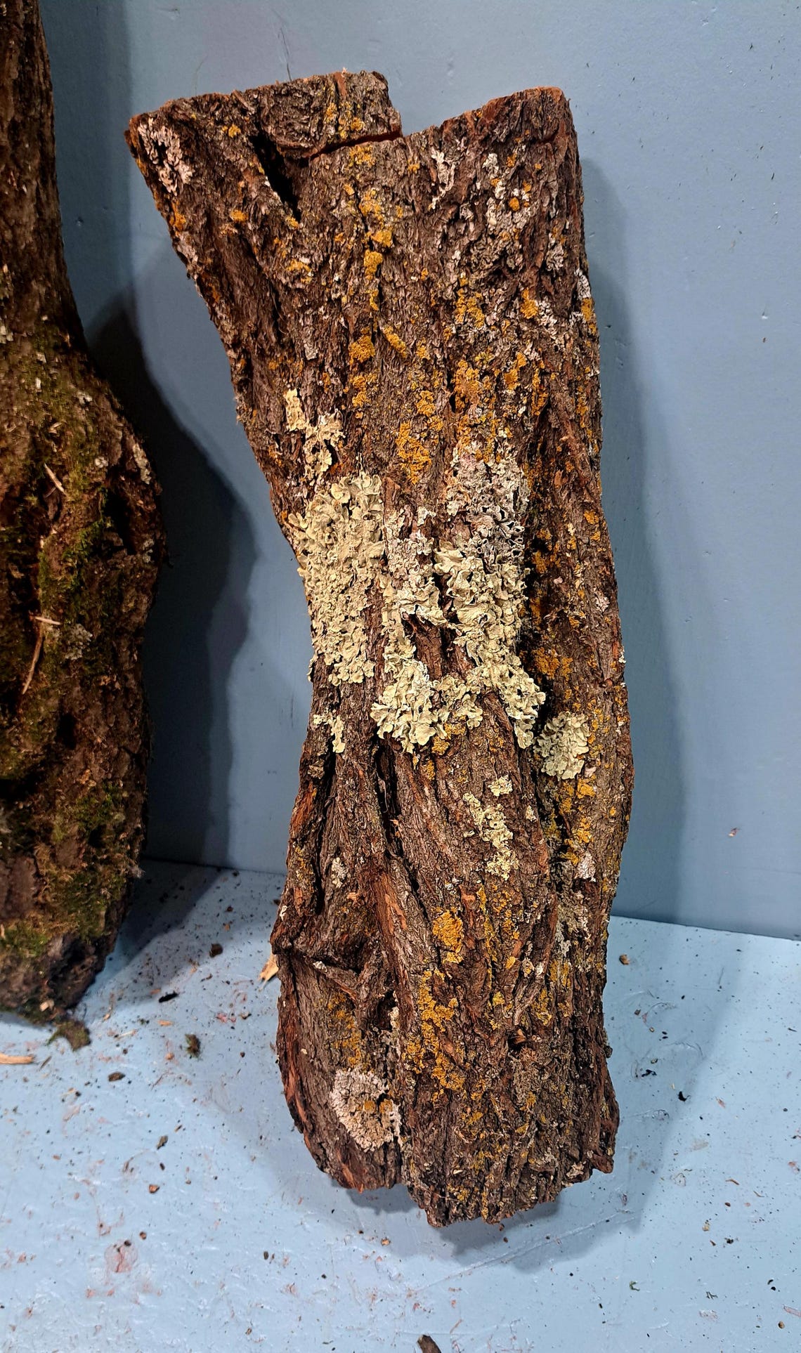 Diamond Willow Logs / Peices - Etsy