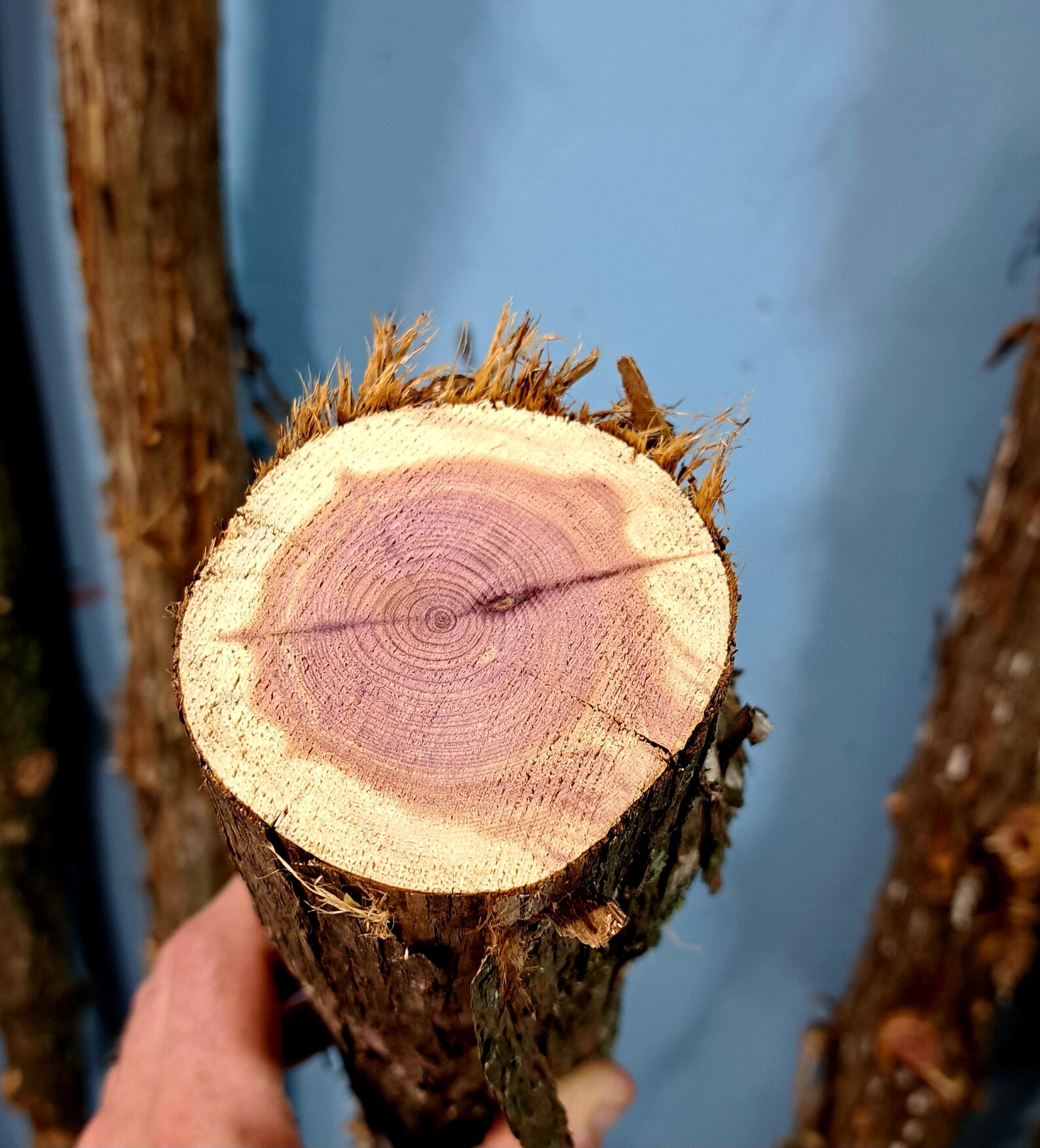 Cedar Logs / Cedar Sticks / Cedar Decoration - Etsy