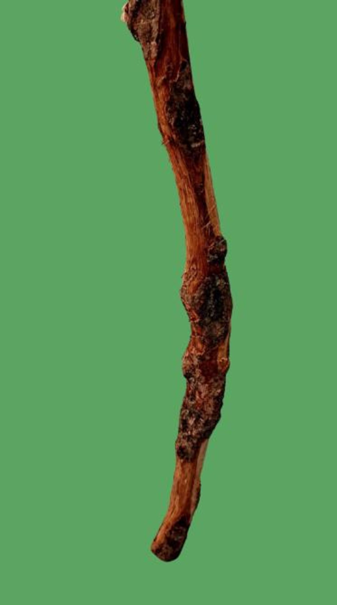 Diamond Willow Blank Walking Stick, Staff / Hiking Stick, Staff / DIY ...