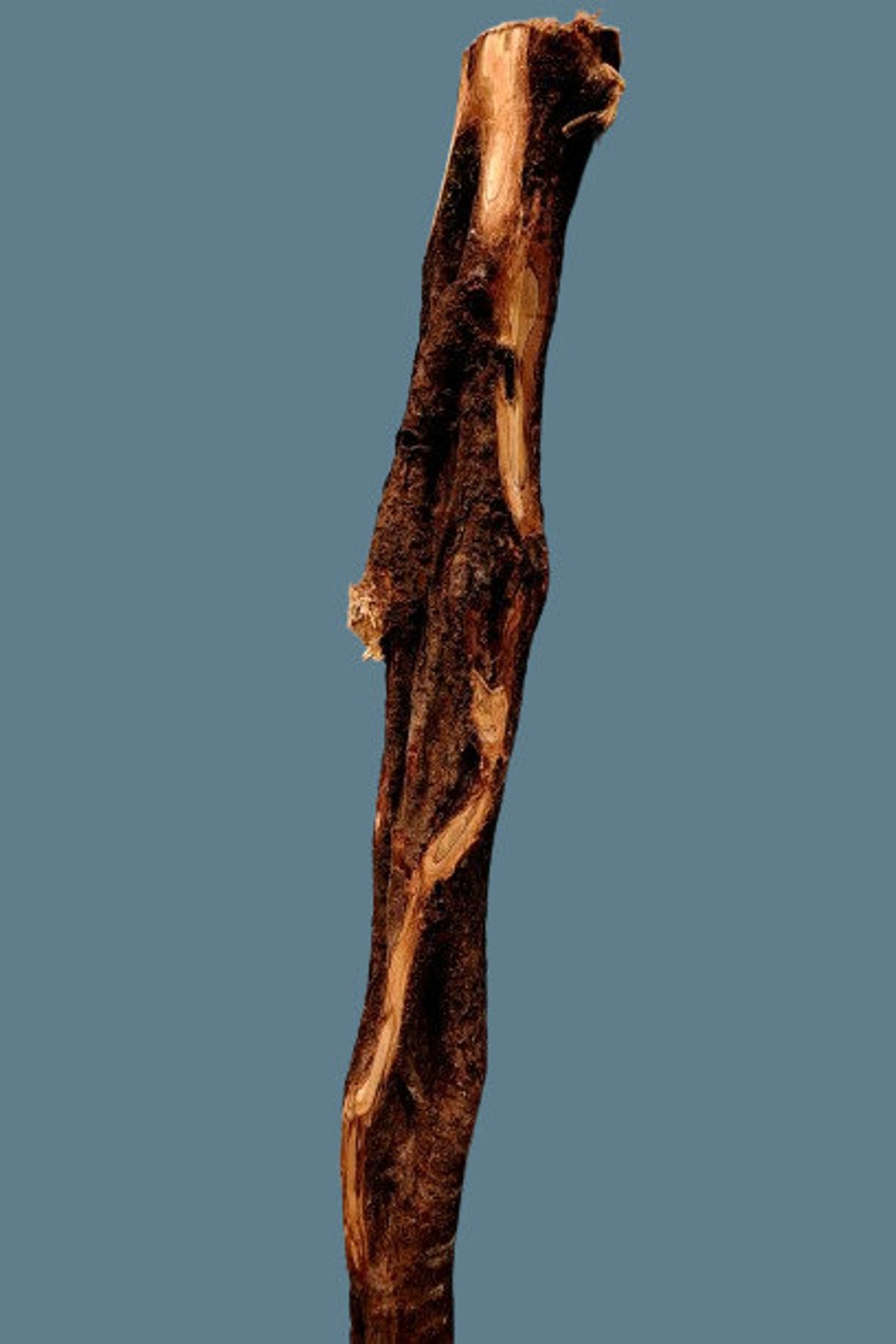 Diamond Willow Blank Cane / Kids Walking Stick - Etsy