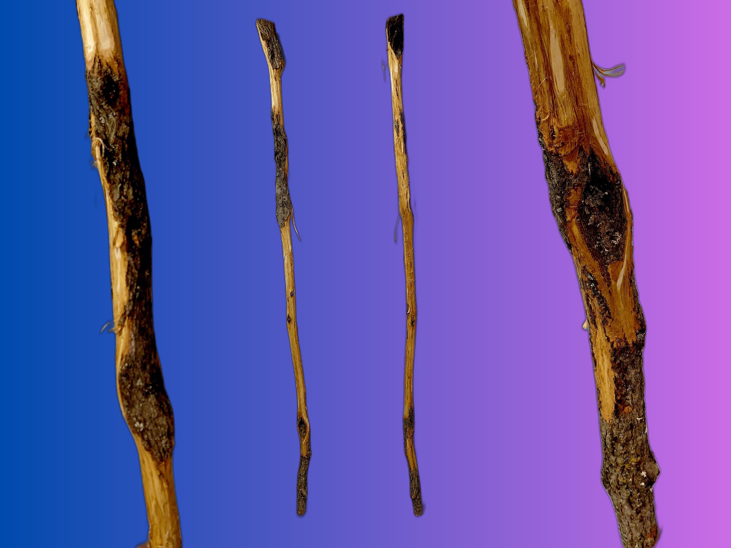 Diamond Willow Walking Stick / Staff / Hiking Stick / DIY Stick - Etsy