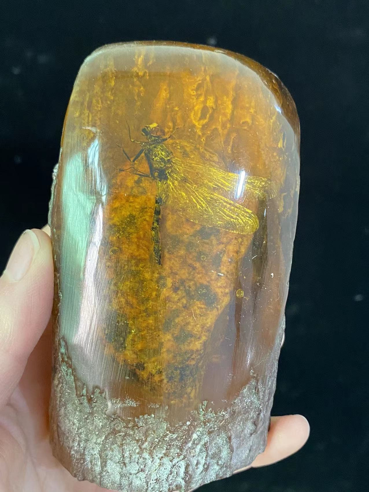 Real Natural Dragonfly Taxidermy in Resin Block Life Cycle - Etsy