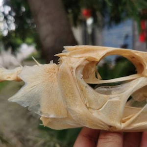 Real Fish Skull Taxidermy, Fish Skeleton Specimen Collection, Suitable ...