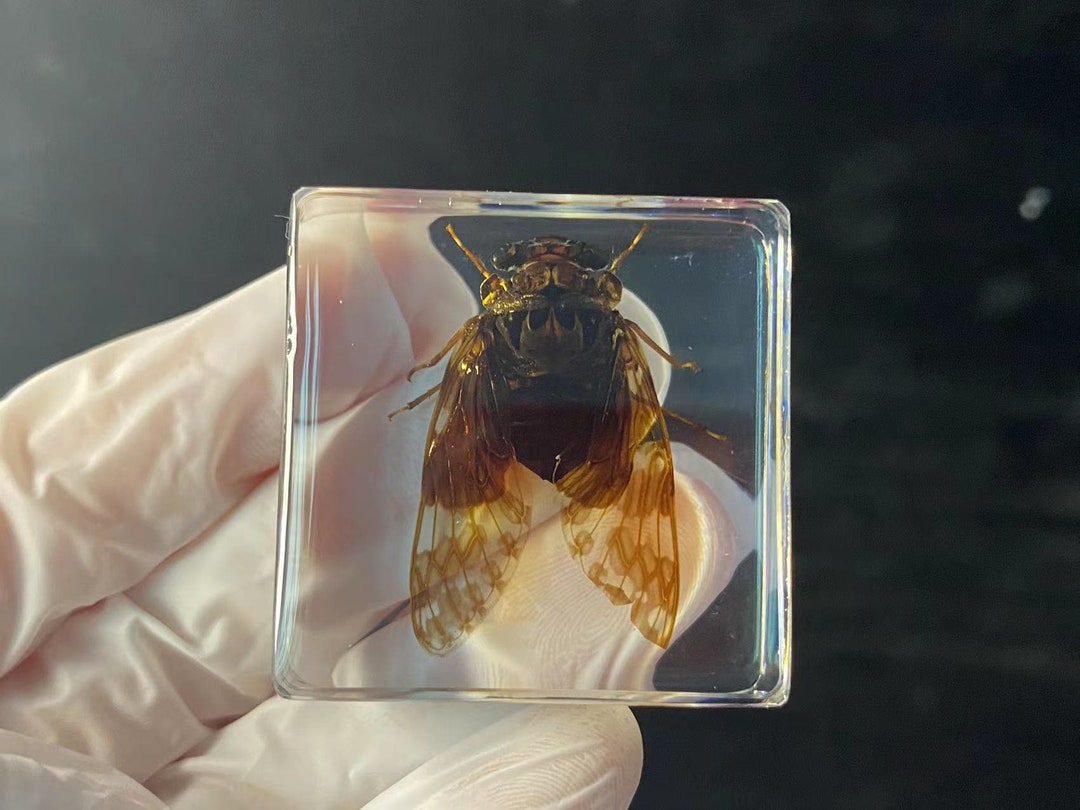 Preserved Asian Cicada Taxidermy Bugs Insects Decor Artwork Collections ...