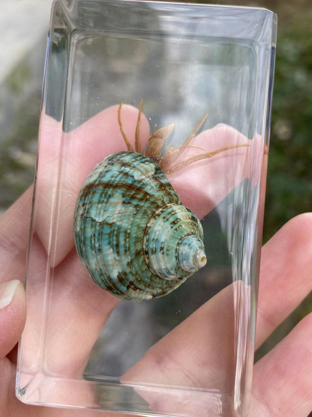 Vintage Real Taxidermy Hermit Crab in Lucite Resin Block Paperweight ...