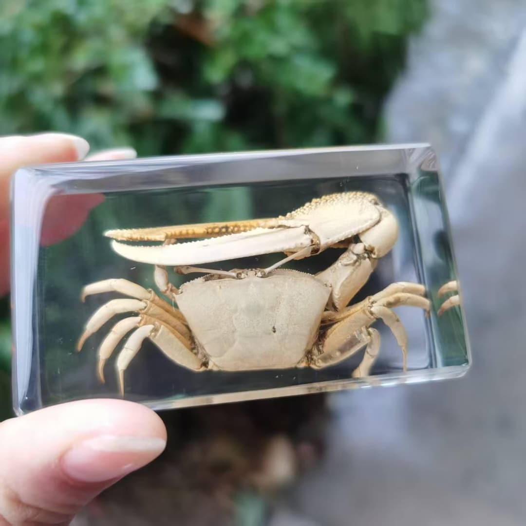 Real Natural Crab Taxidermy in Resin Block Life Cycle Science Classroom ...