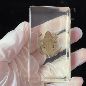 Real Natural Frog Taxidermy in Resin Block Life Cycle Science Classroom ...