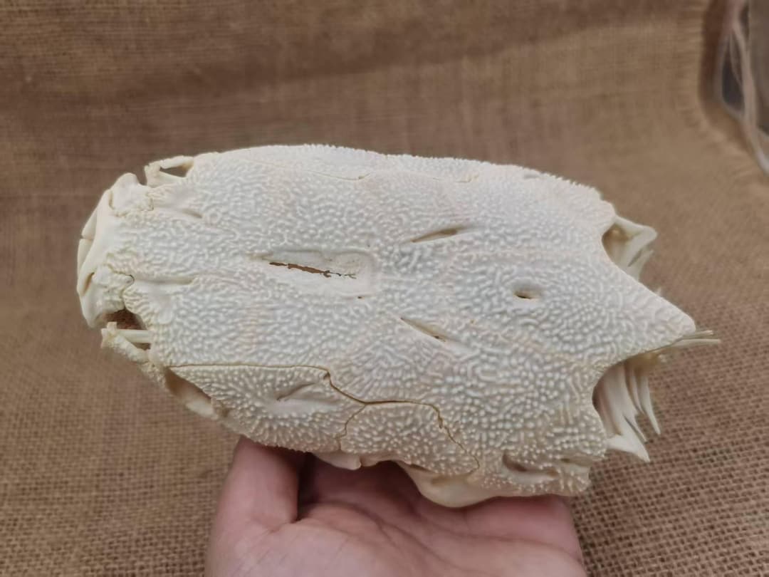 Real Catfish Skull, Fish Taxidermy, Fish Skeleton, Specimen Collection ...