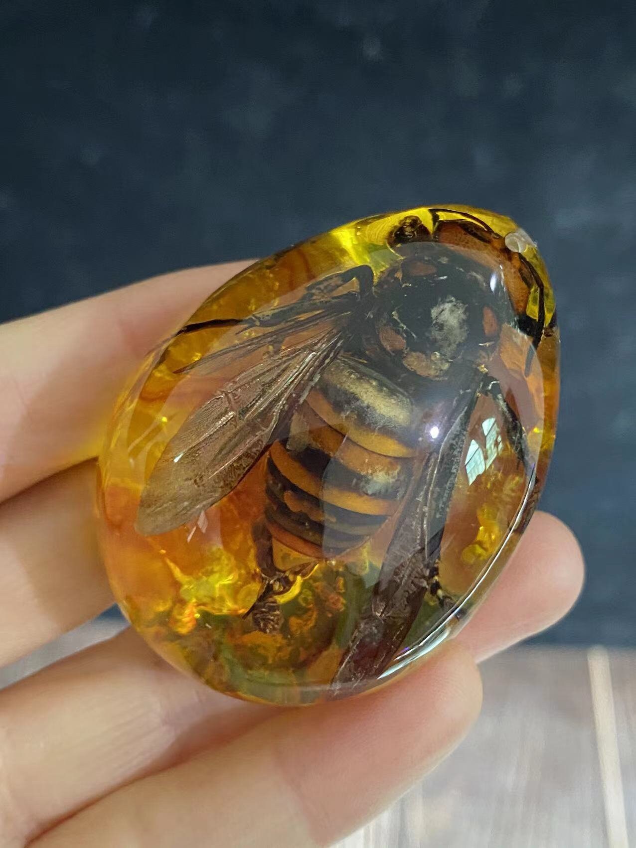 Real Taxidermy Bumblebee in Lucite Resin Block Paperweight Wired Gift ...