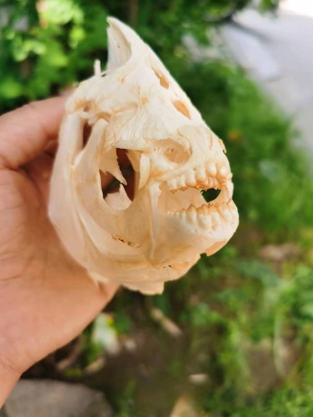 Real Fish Skull Taxidermy, Fish Skeleton Specimen Collection, Suitable ...