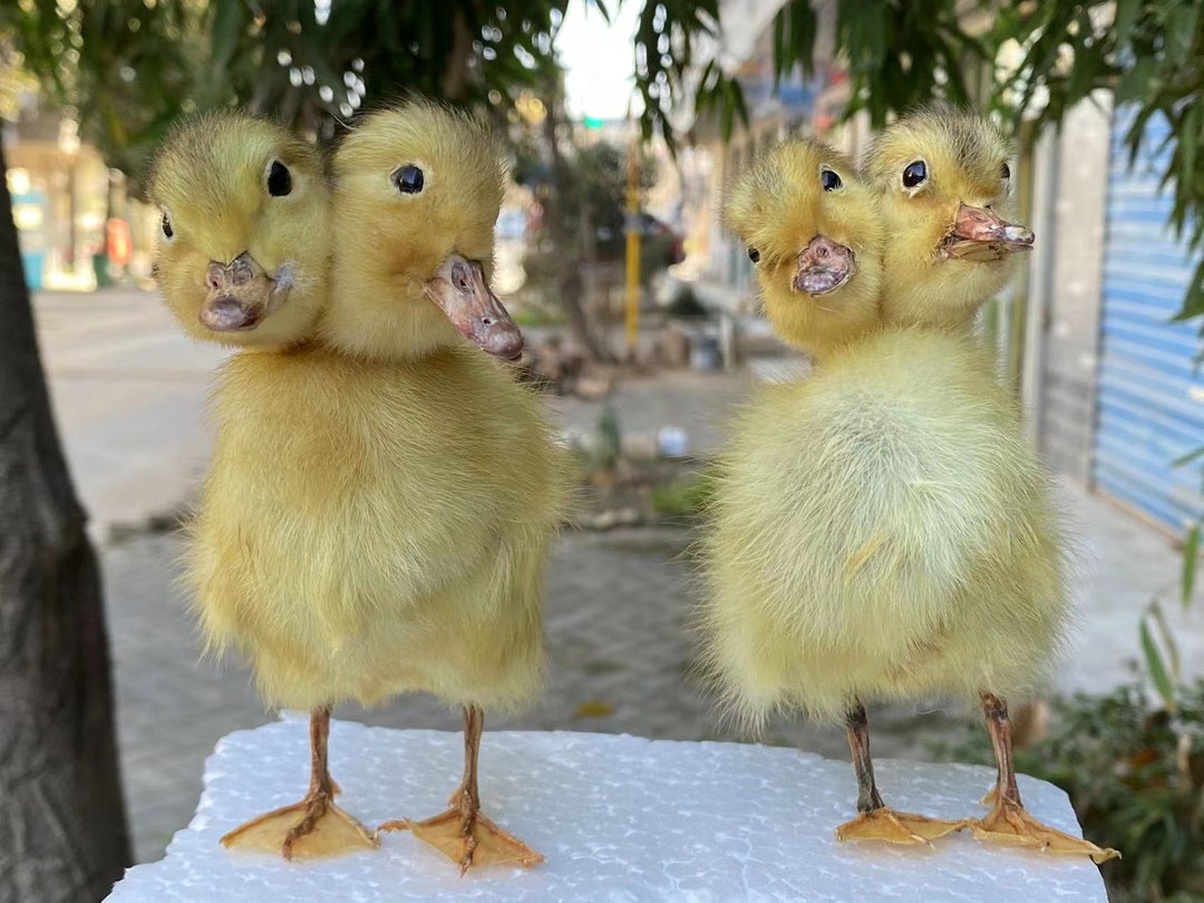 1 Piece Taxidermy Two Headed Duck Baby Duckling Yellow Duckling, Real ...