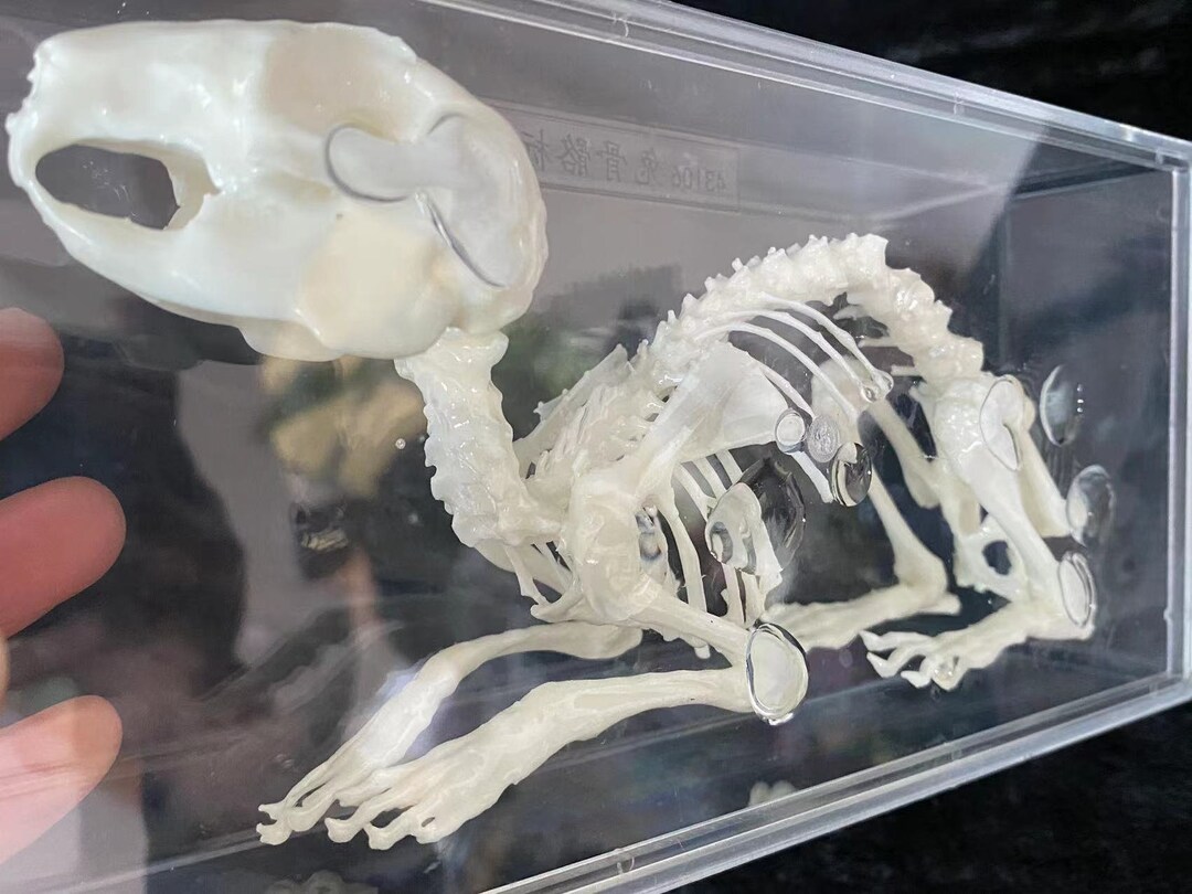 Real Natural Rabbit Taxidermy Bunny Skeleton ，skull in Resin Block Life ...