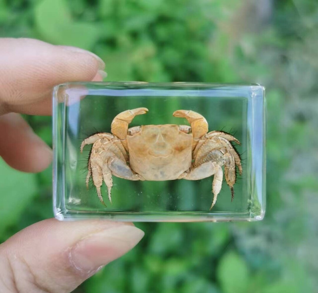 Real Natural Crab Taxidermy in Resin Block Life Cycle Science Classroom ...