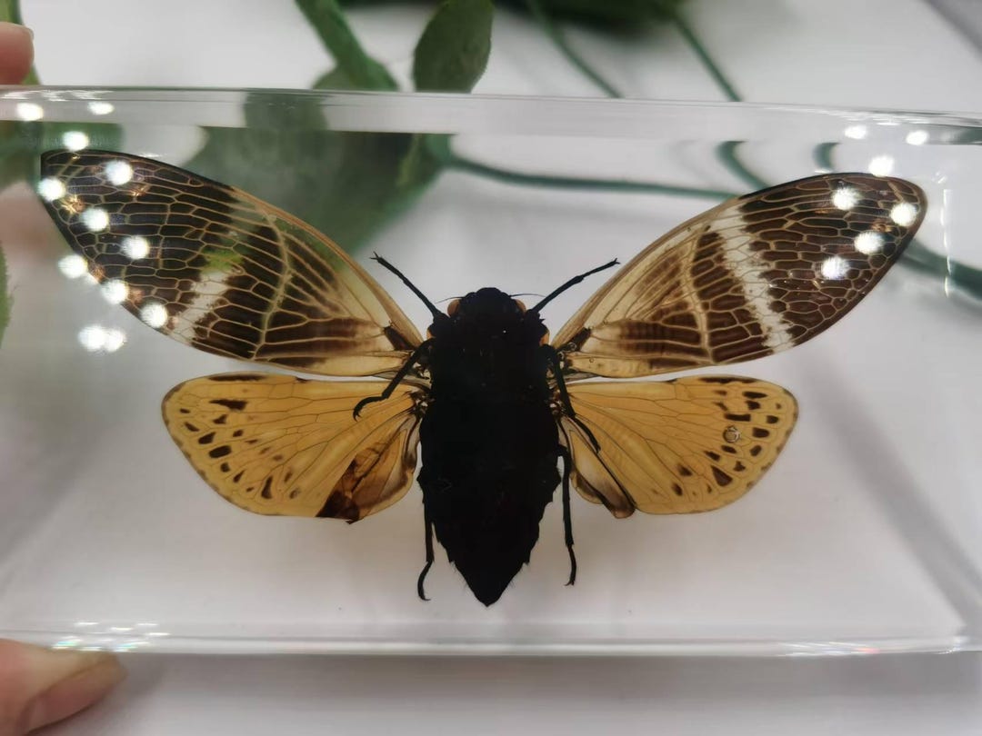 Real Asian Cicada Taxidermy Bugs Insects Decor Artwork Collections Gift ...