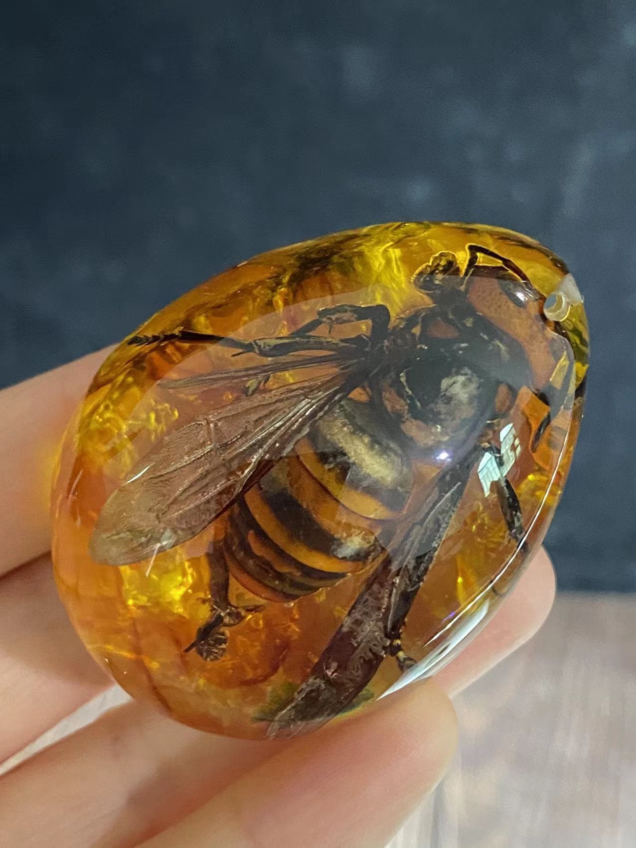 Real Taxidermy Bumblebee in Lucite Resin Block Paperweight Wired Gift ...
