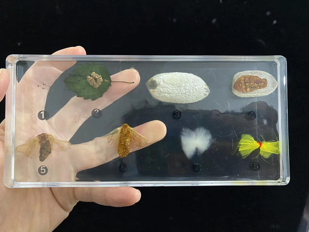 Natural Silkworm Taxidermy in Resin Block Life Cycle Silkworm Science ...