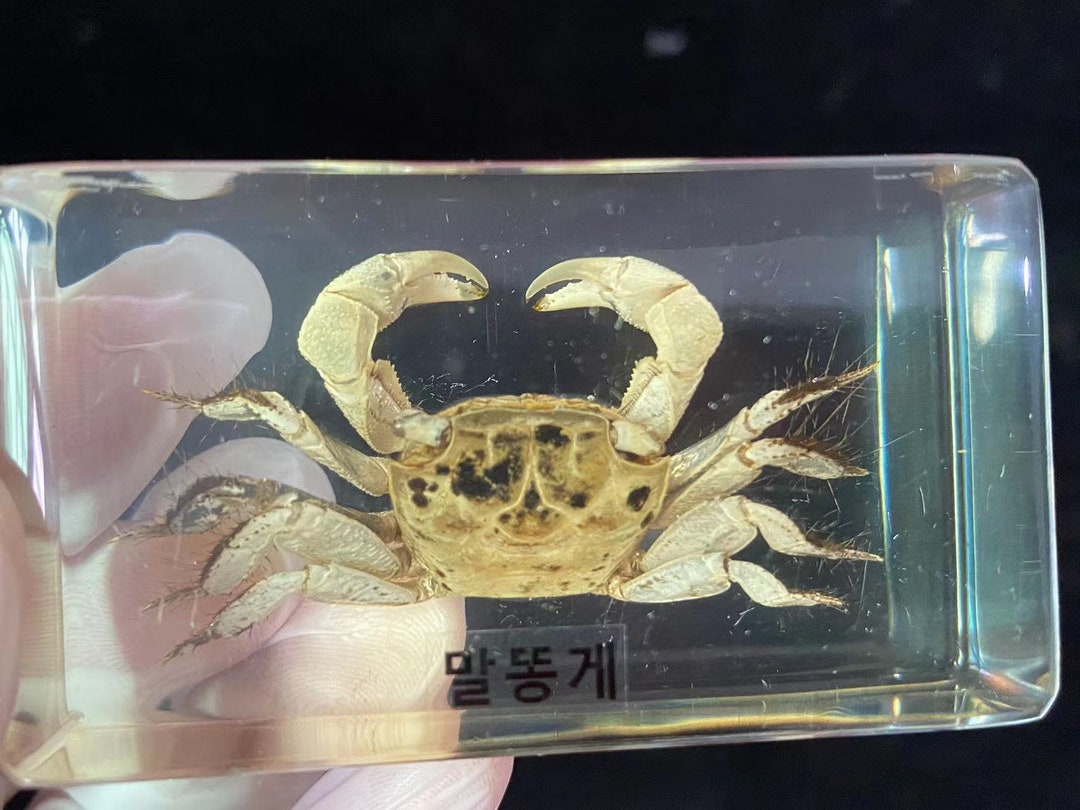 Real Natural Crab Taxidermy in Resin Block Life Cycle Science Classroom ...
