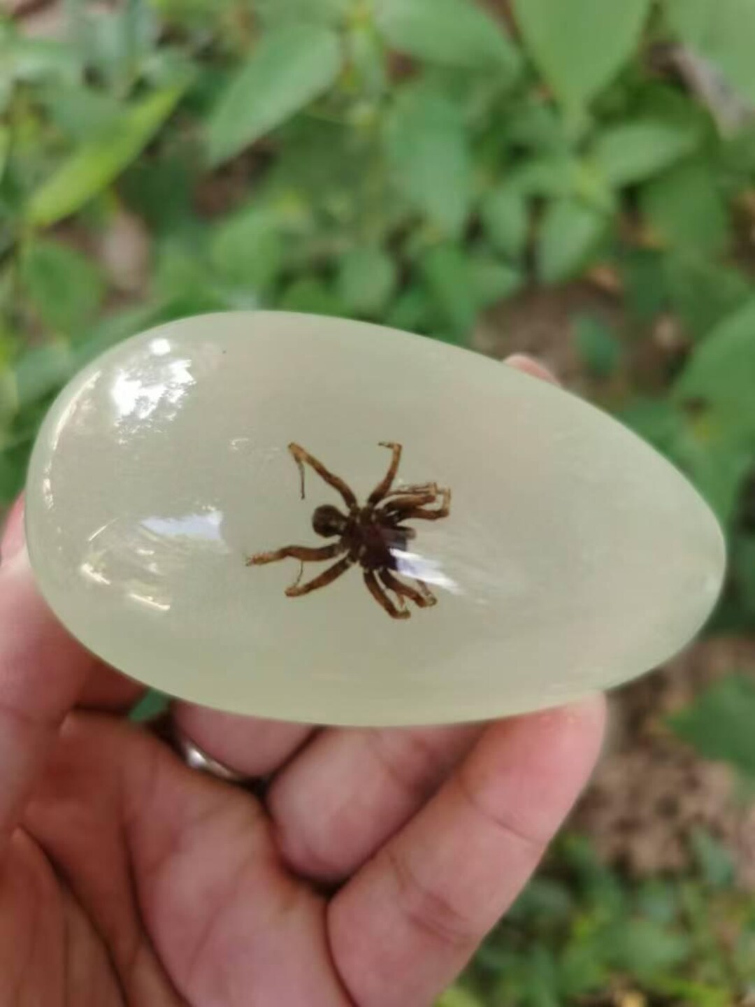 Vintage Real Taxidermy Spider Insect Animal Resin Block Paperweight ...