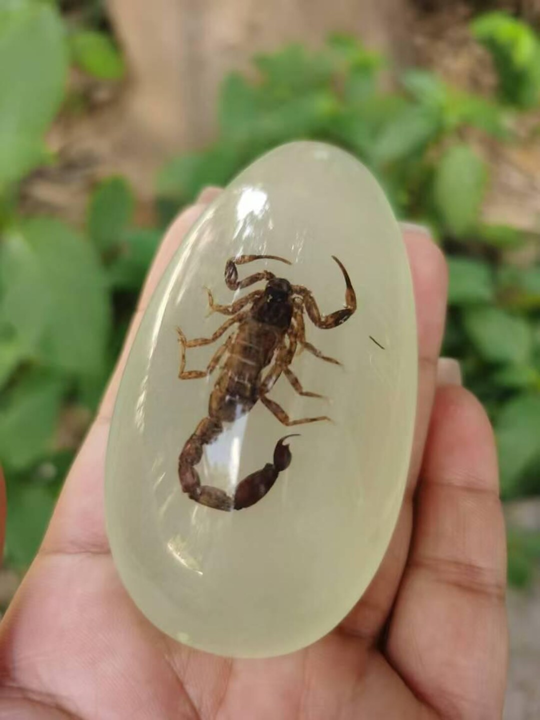 Real Taxidermy Scorpion in Lucite Resin Block Paperweight Wired Gift ...