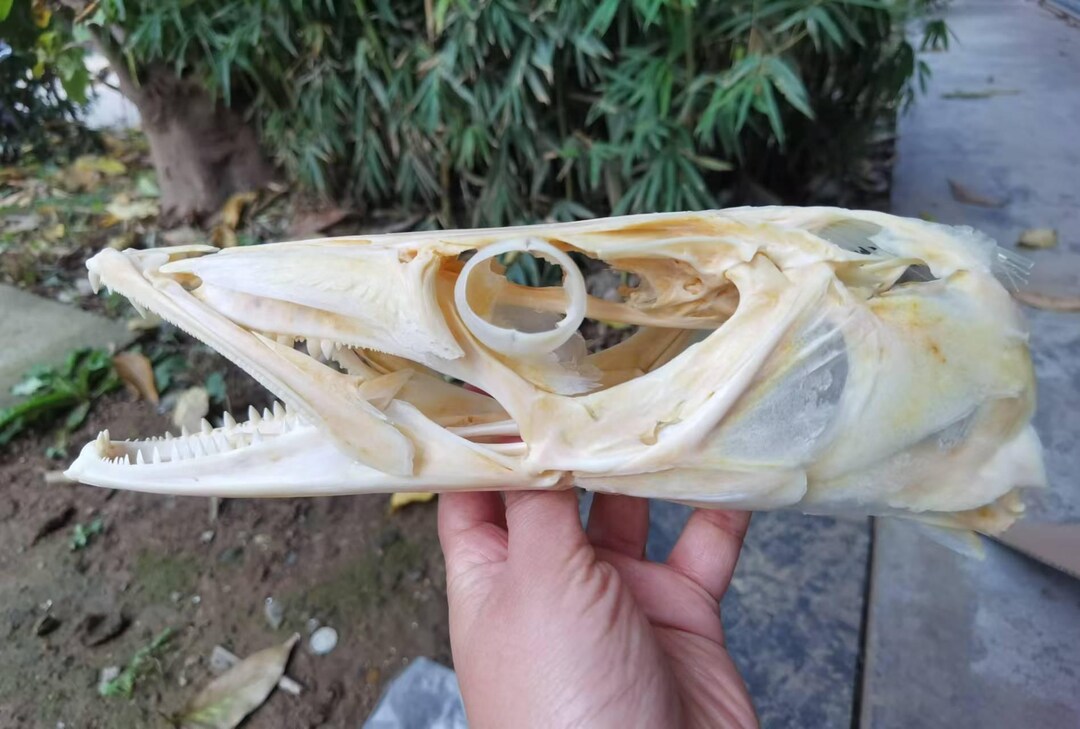 Real Deep Sea Fish Skull, Fish Skeletonspecimen Collection, Fish ...