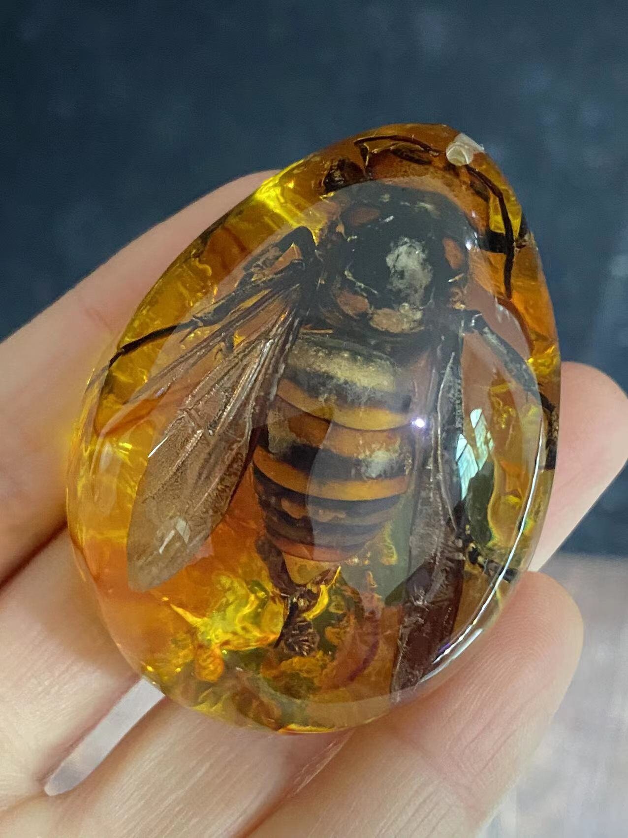 Real Taxidermy Bumblebee in Lucite Resin Block Paperweight Wired Gift ...
