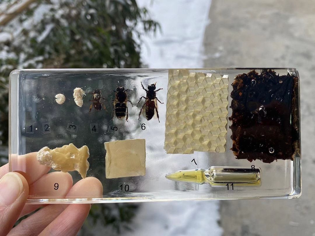 Real Bee Taxidermy in Lucite Resin Block Paperweight Wired Gifts ...