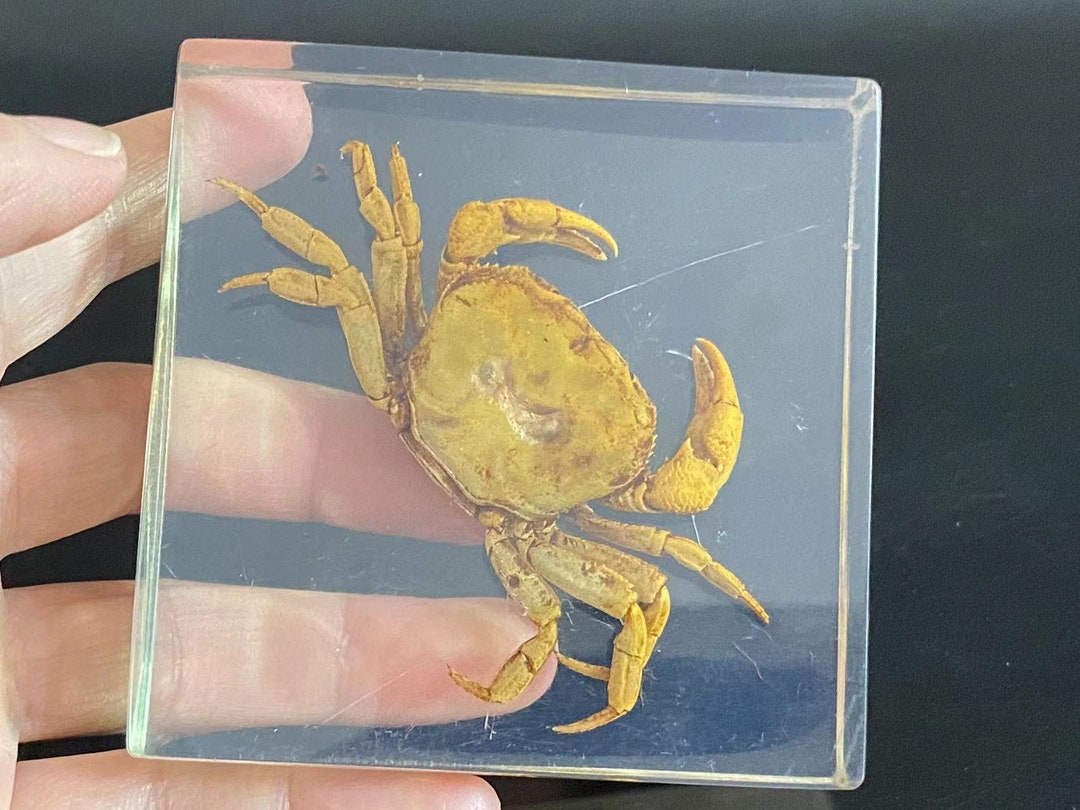 Wired Gift Real Natural Crab Taxidermy in Resin Block for - Etsy