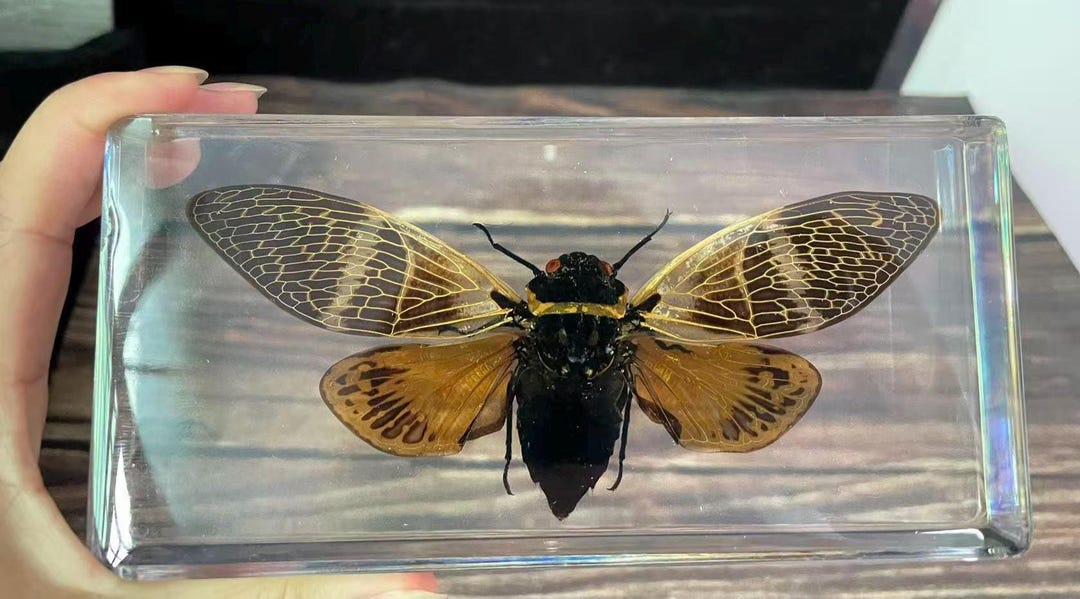 Real Natural Cicada Taxidermy in Epoxy Resin Block Paperweight Wired ...