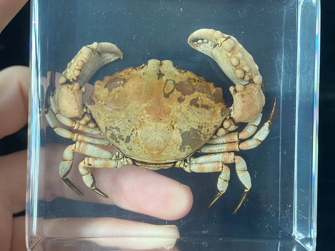 Wired Gift, Real Natural Crab Taxidermy in Resin Block for Teaching or ...