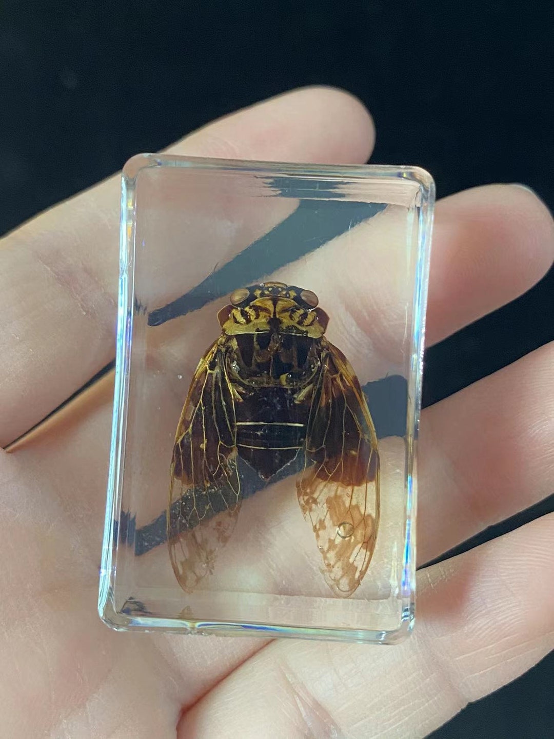 Real Natural Cicada Taxidermy in Resin Block Life Cycle Silkworm ...