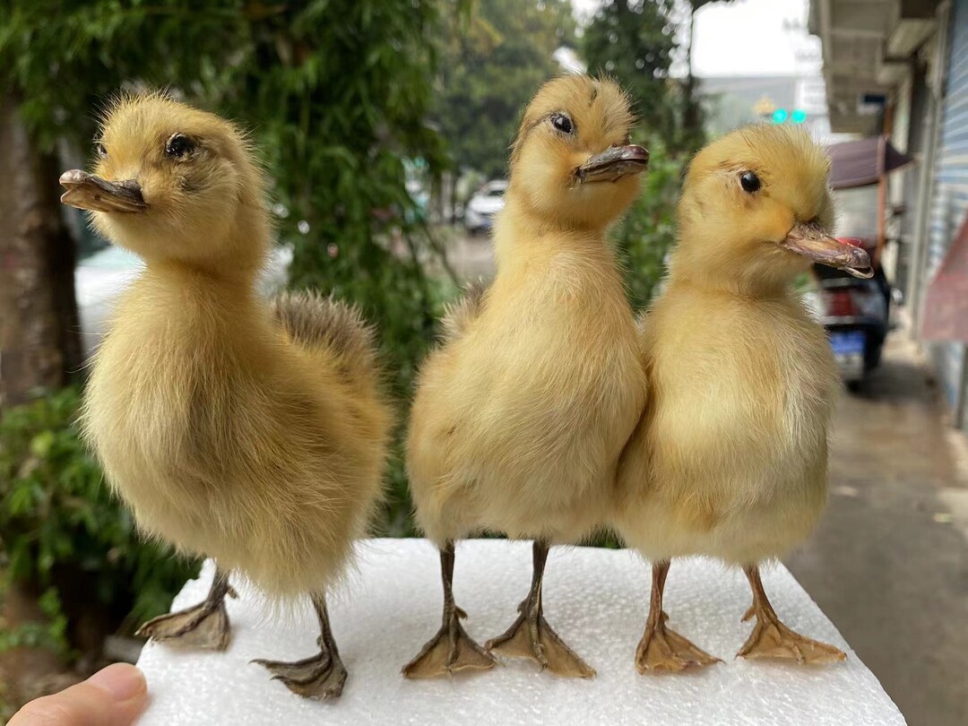 1 Piecetaxidermy Duck Baby Duckling Yellow Duckling, Real Baby Duck ...