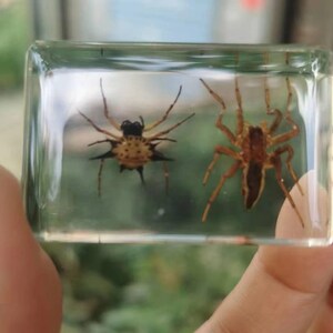 Real Tarantula Spider Taxidermy, Goth Punk Insect Animal in Resin Block ...
