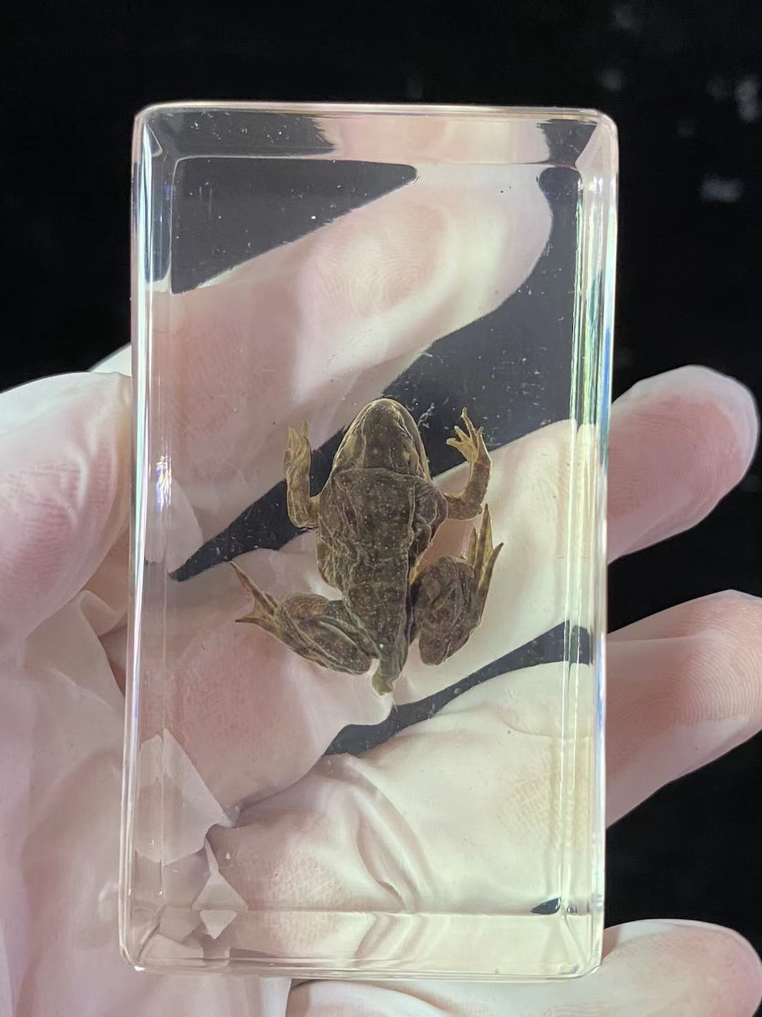 Real Natural Frog Taxidermy in Resin Block Life Cycle Science Classroom ...