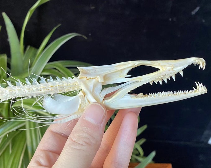 Snakehead Fish Skeleton,real Fish Head Skull,fish Skeleton,museum ...