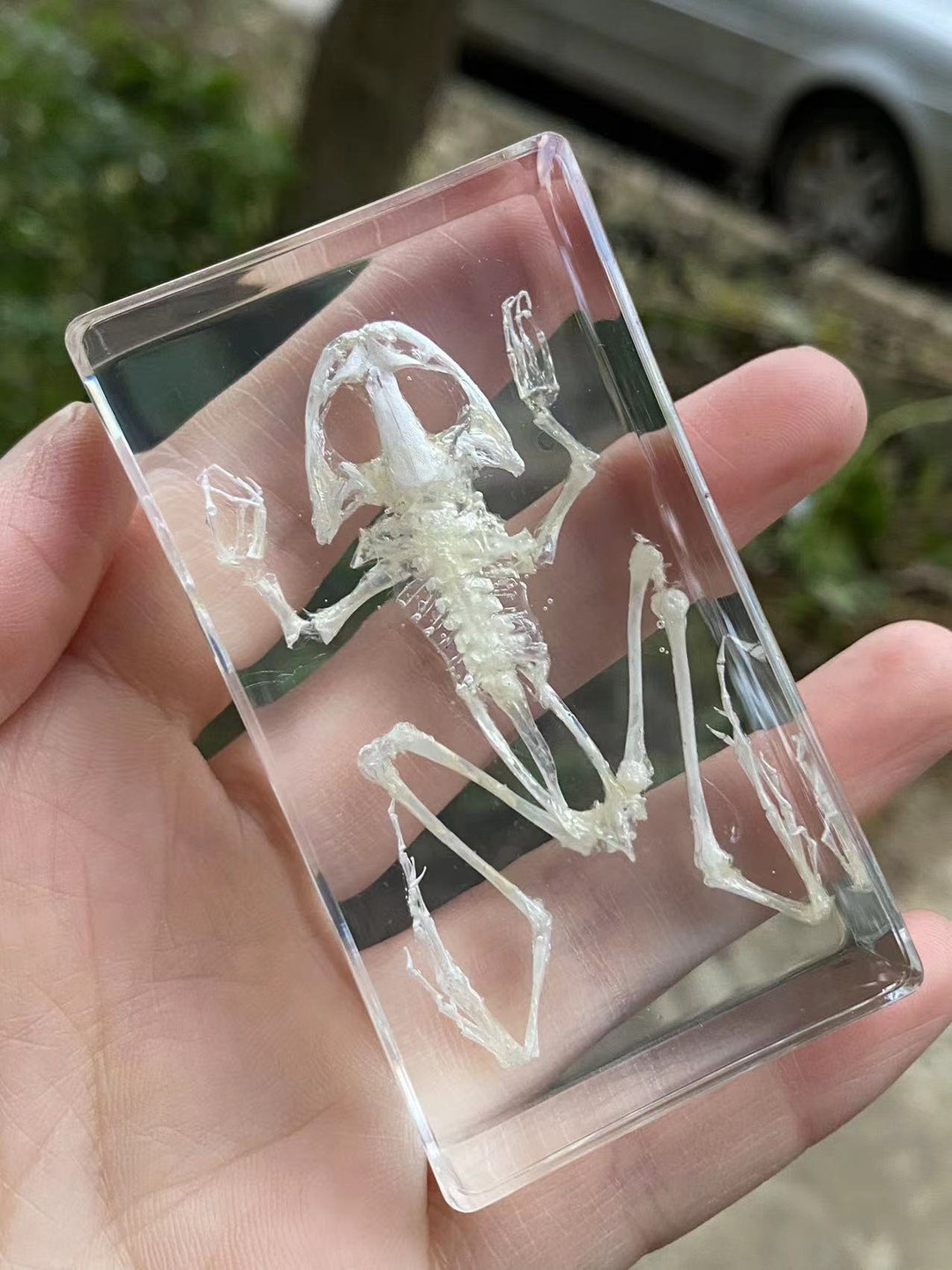Vintage Real Taxidermy Frog in Lucite Resin Block Paperweight Wired ...