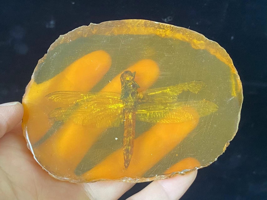 Real Dragonfly Taxidermy in Resin Block,specimen Collection ...