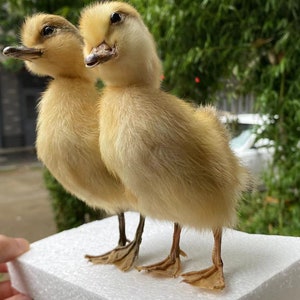 1 Piecetaxidermy Duck Baby Duckling Yellow Duckling, Real Baby Duck ...