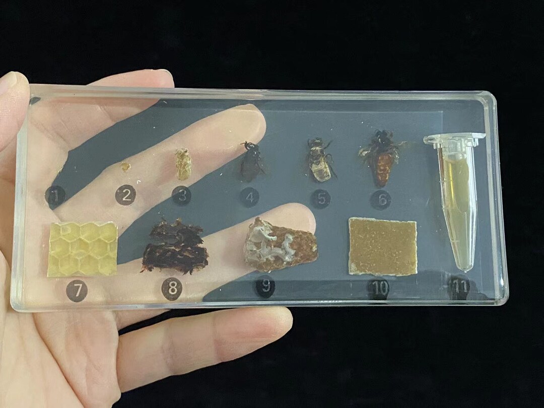 Natural Real Bee Taxidermy in Lucite Resin Block Paperweight Wired Gift ...