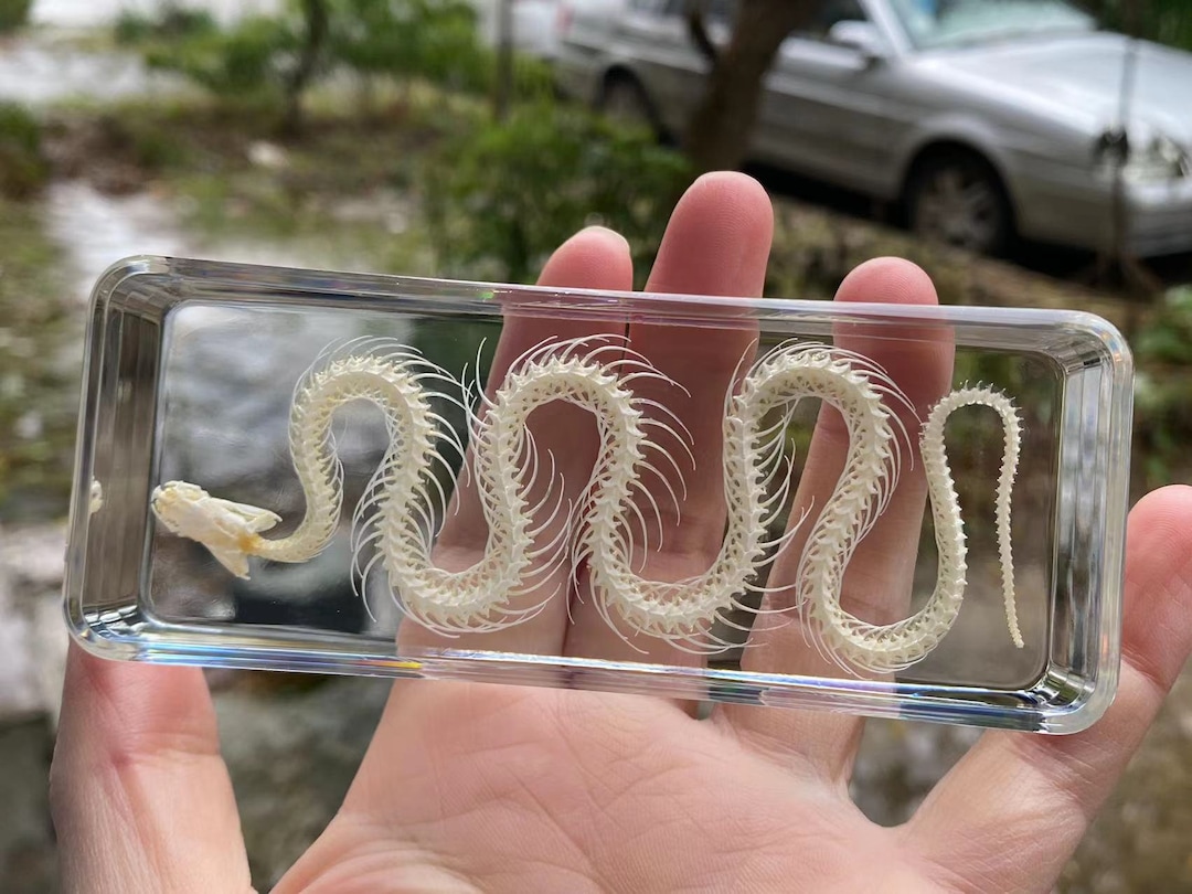 Vintage Real Taxidermy Snake in Lucite Resin Block Paperweight Wired ...