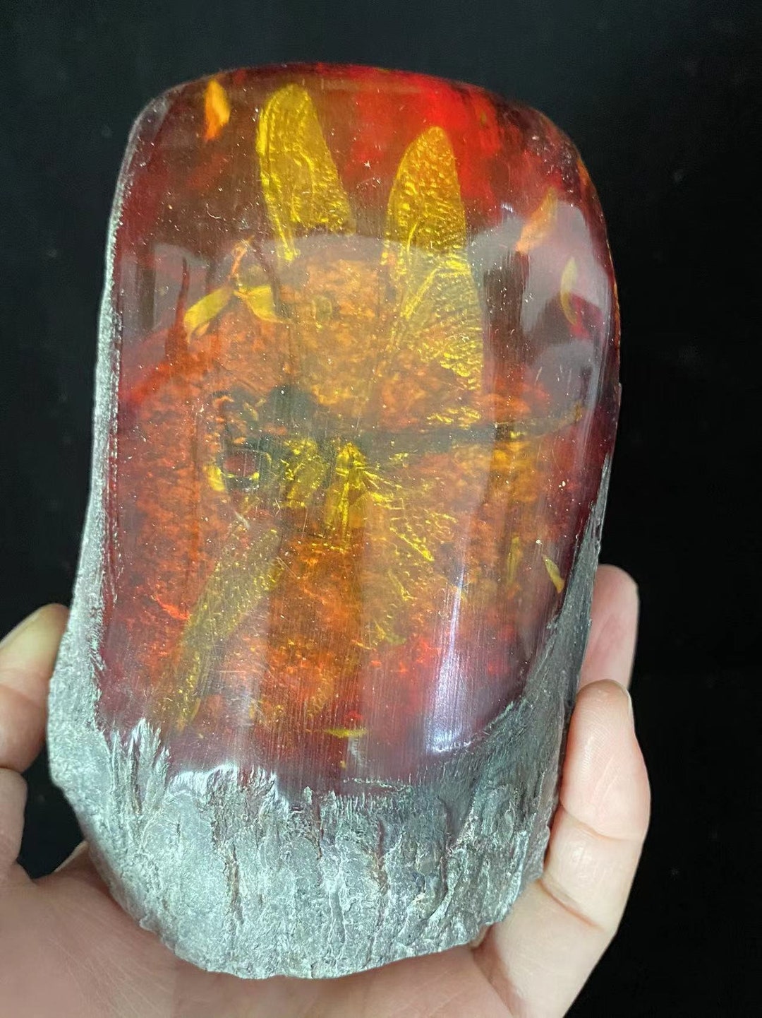 Real Natural Dragonfly Taxidermy in Resin Block Life Cycle Silkworm ...