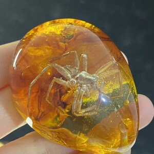 Real Natural Spider Taxidermy, Goth Punk Insect Animal in Resin Block ...