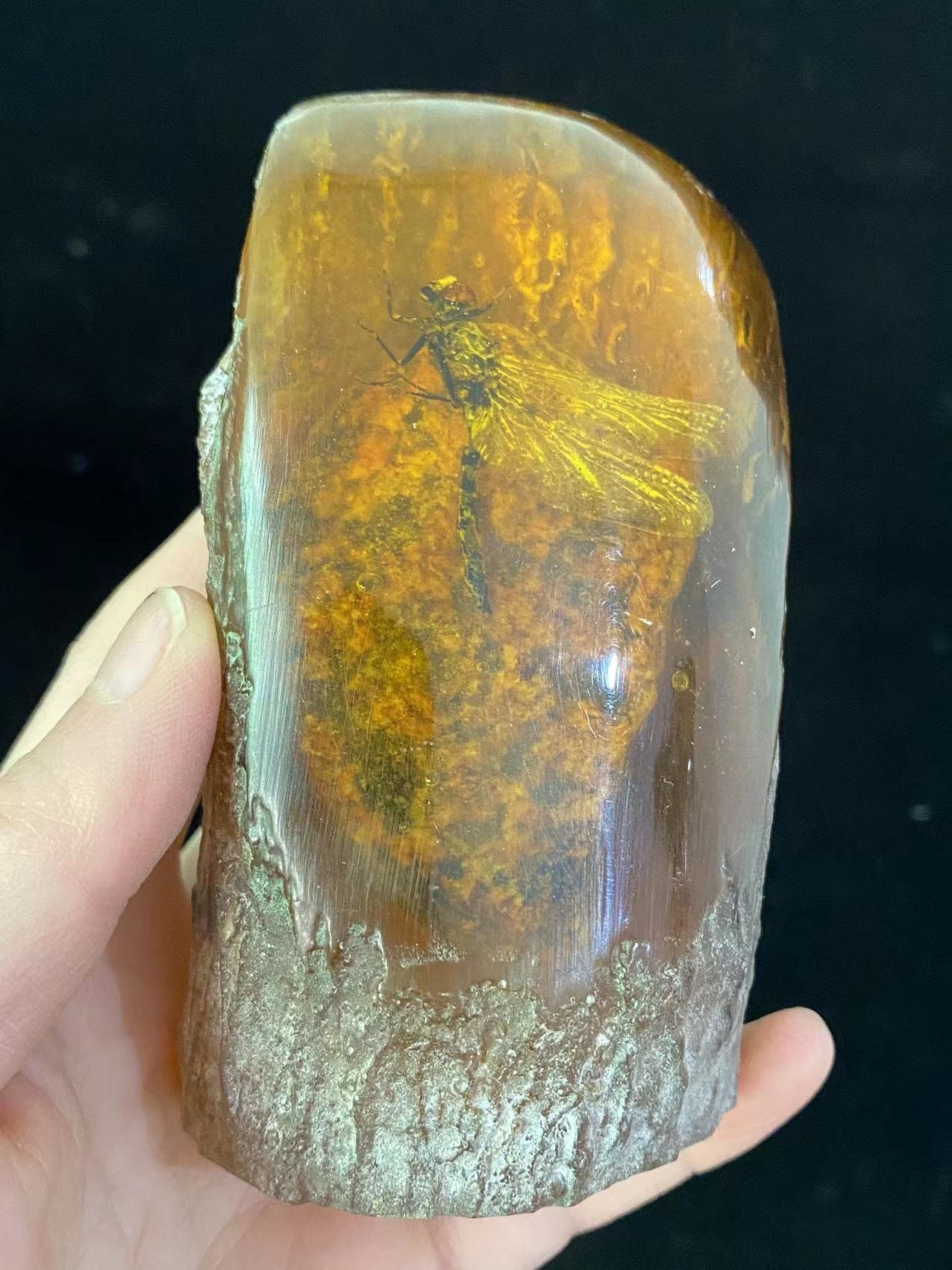 Real Natural Dragonfly Taxidermy in Resin Block Life Cycle - Etsy