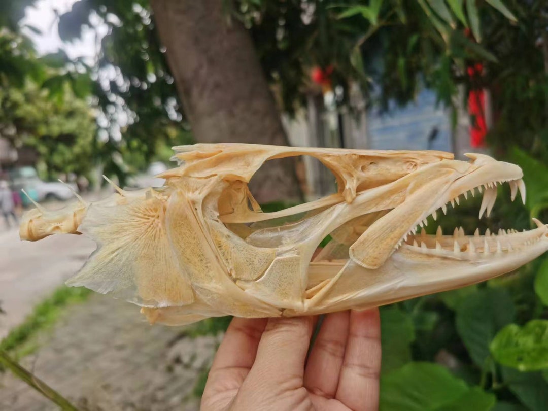 Real Fish Skull Taxidermy, Fish Skeleton Specimen Collection, Suitable ...