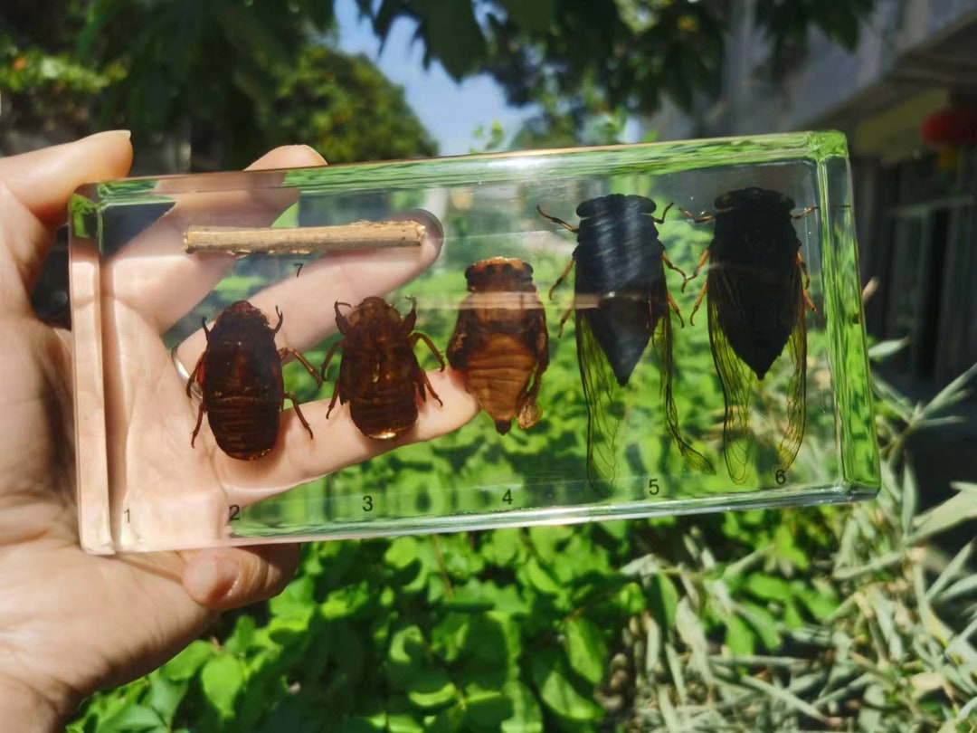 Real Cicada Taxidermy in Lucite Resin Block Paperweight Wired Gifts ...