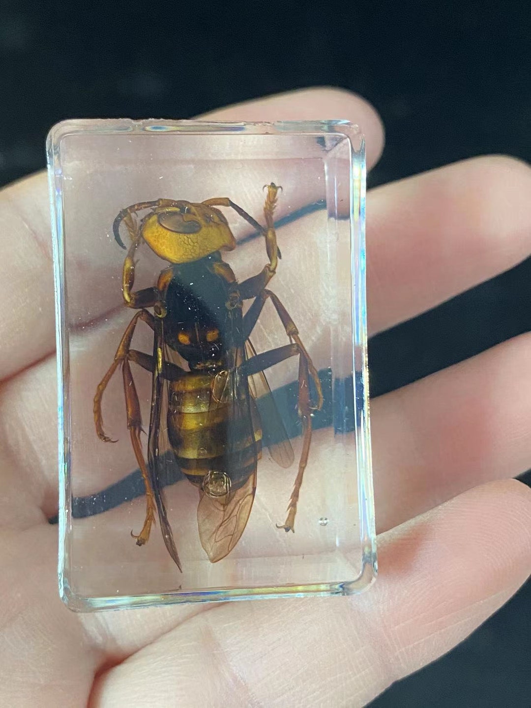 Real Bumblebee Taxidermy in Lucite Resin Block Paperweight Wired Gifts ...
